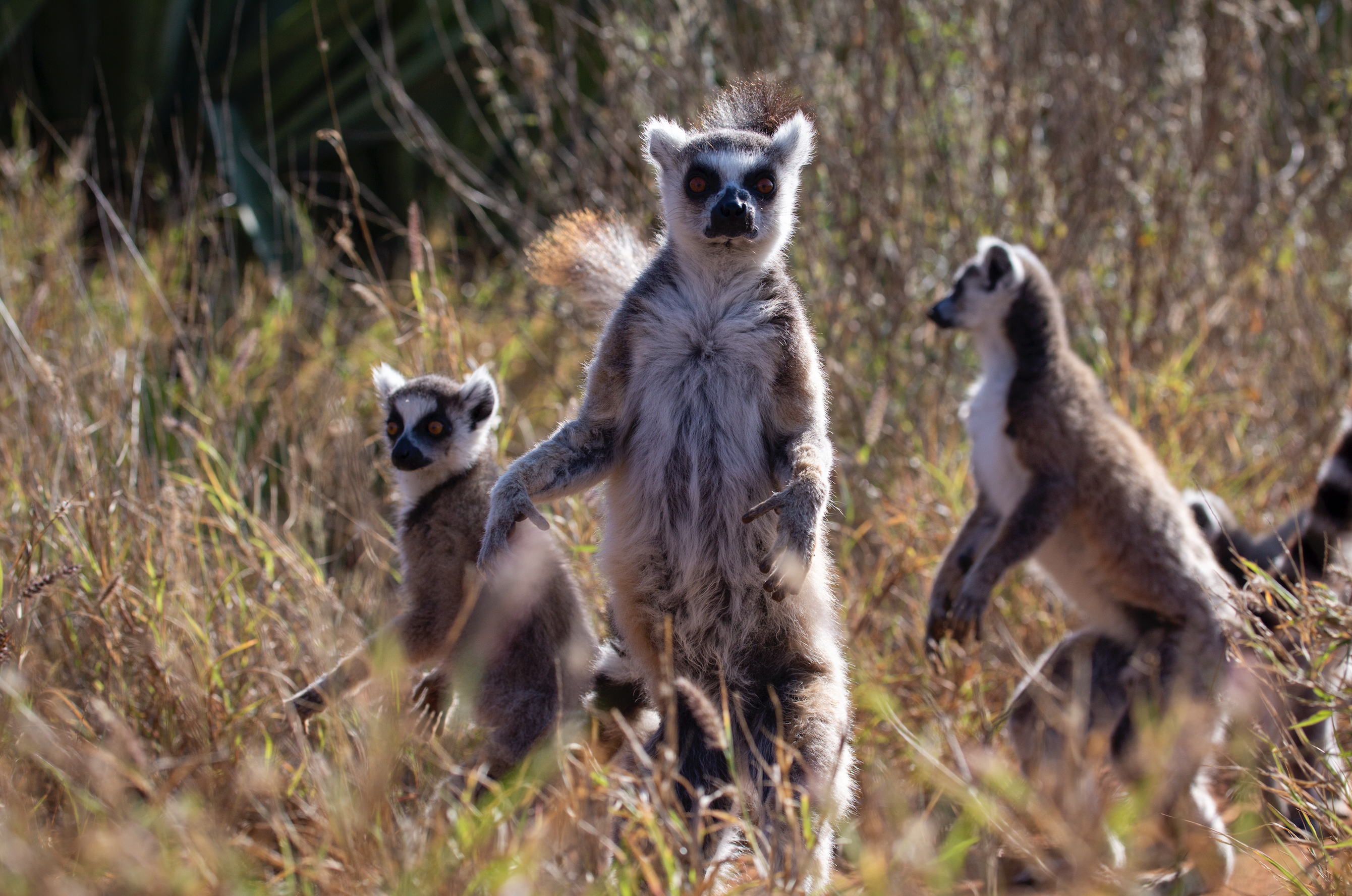 Gangs of Lemur Island - Love Nature