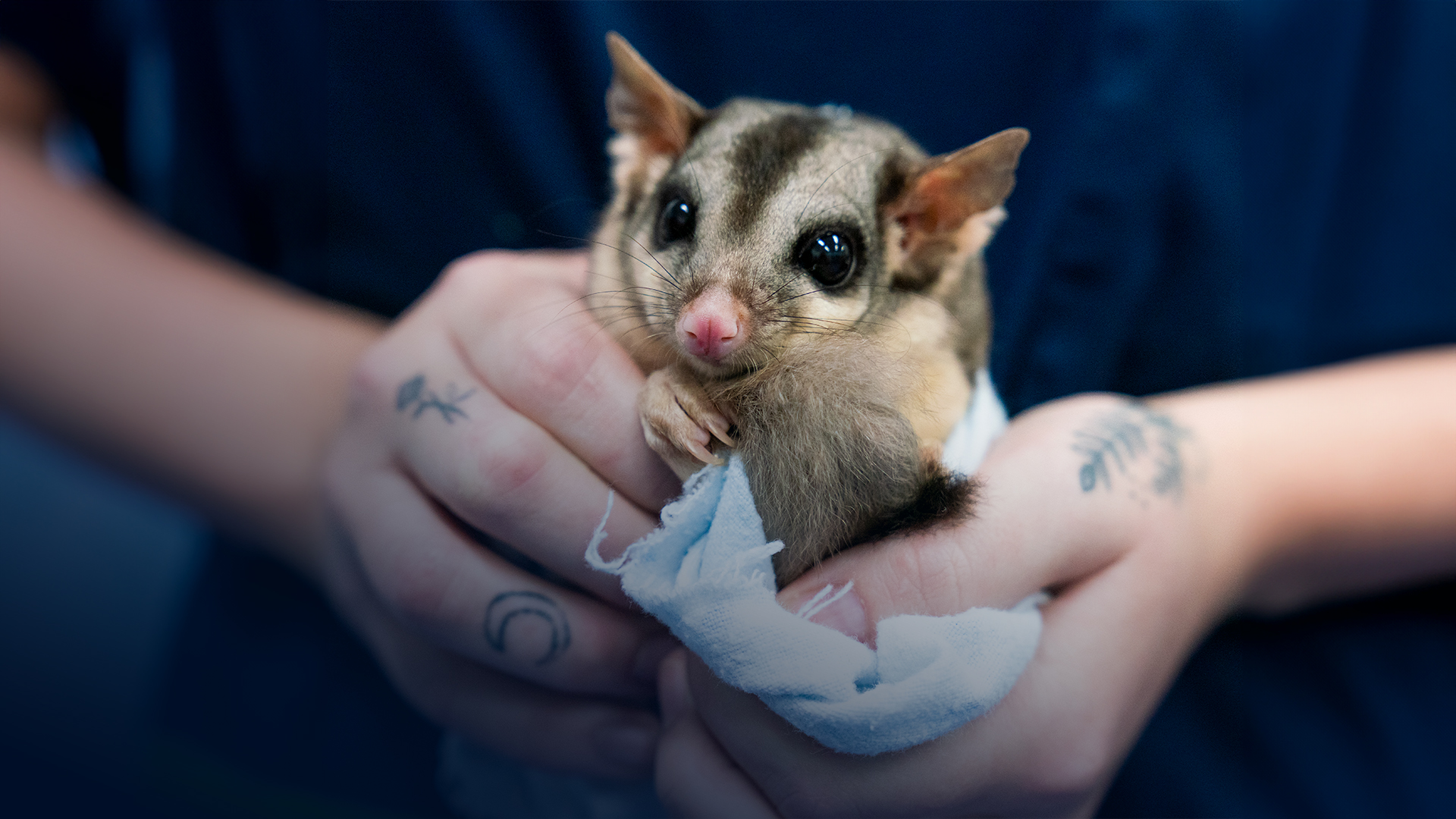 Wildlife ER Season 3 - Love Nature